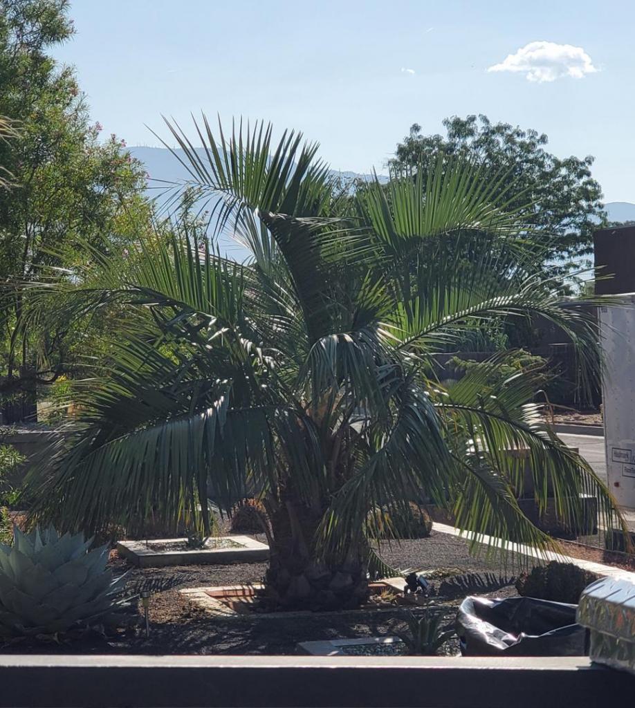 Jubutia in North Florida - DISCUSSING PALM TREES WORLDWIDE - PalmTalk