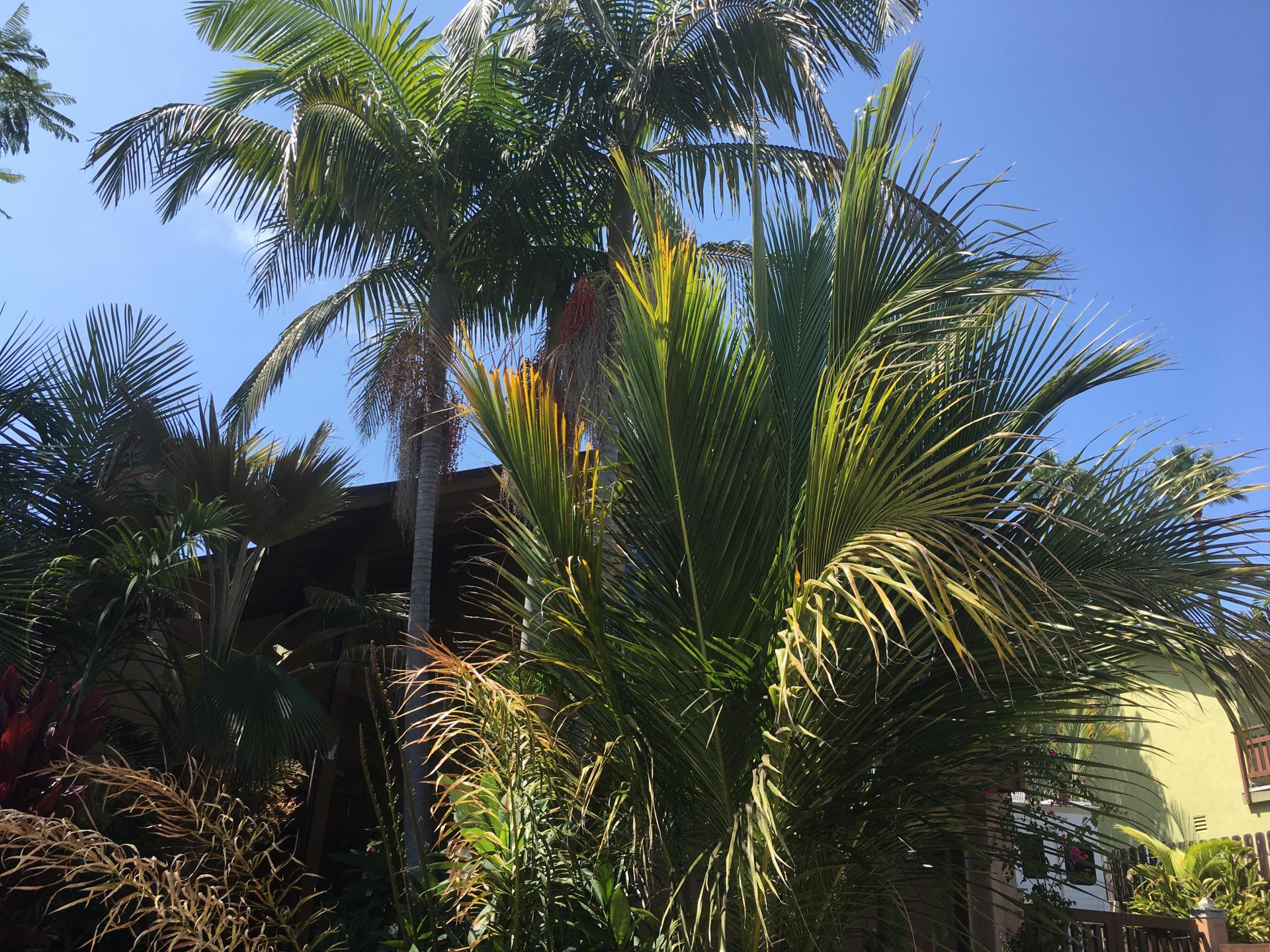 Beccariophoenix madagascariensis - DISCUSSING PALM TREES WORLDWIDE ...