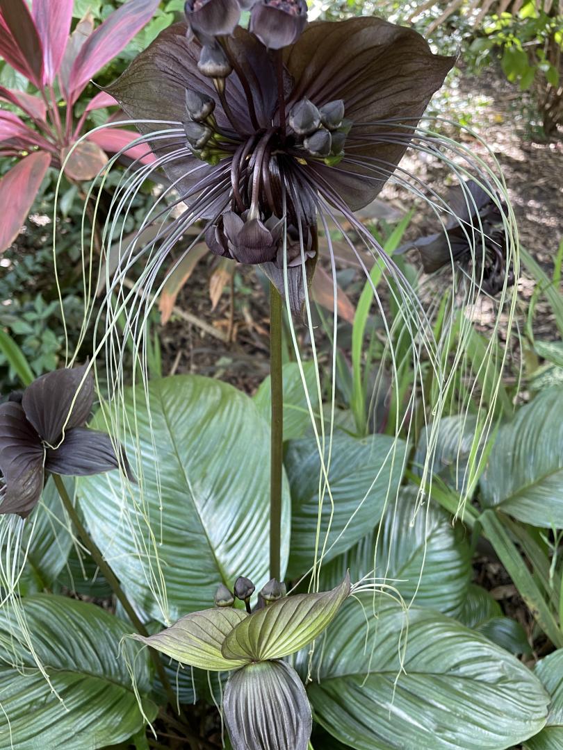 My Tacca are blooming - TROPICAL LOOKING PLANTS - Other Than Palms ...