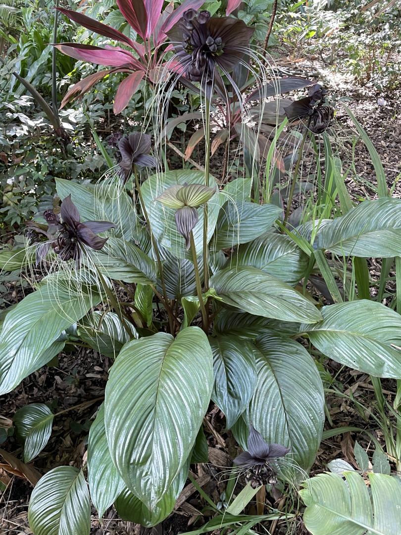 My Tacca are blooming - TROPICAL LOOKING PLANTS - Other Than Palms ...