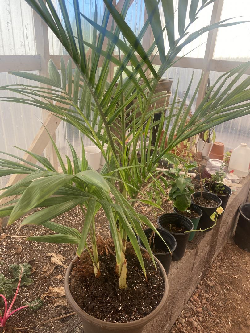 Palm identification - DISCUSSING PALM TREES WORLDWIDE - PalmTalk