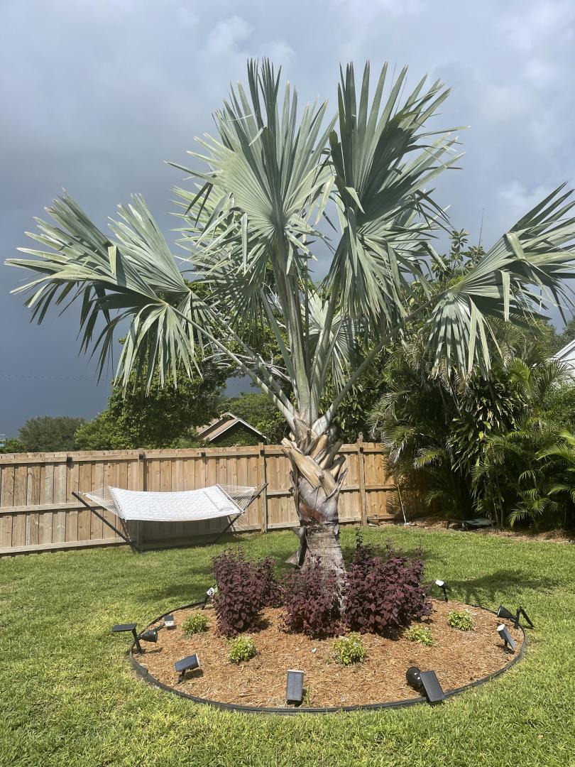 Help ! Is my bizmark Palm sick ? - DISCUSSING PALM TREES WORLDWIDE ...