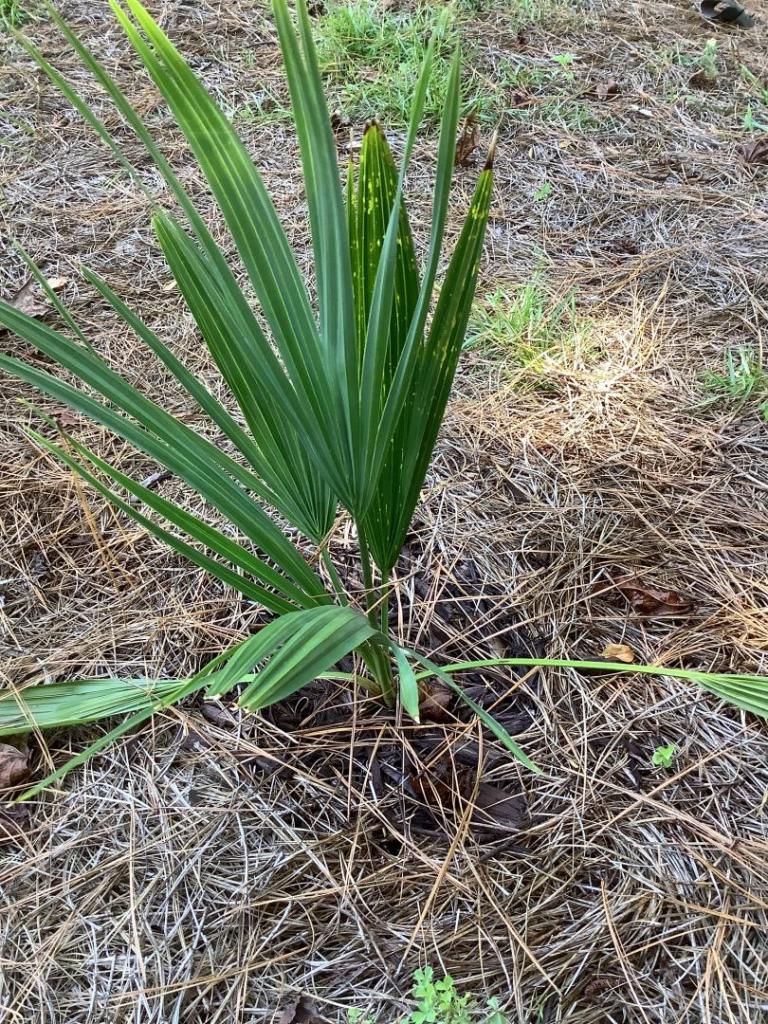 sabal domingensis - COLD HARDY PALMS - PalmTalk