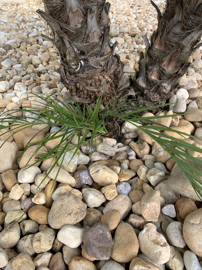 Date Palm Question - DISCUSSING PALM TREES WORLDWIDE - PalmTalk