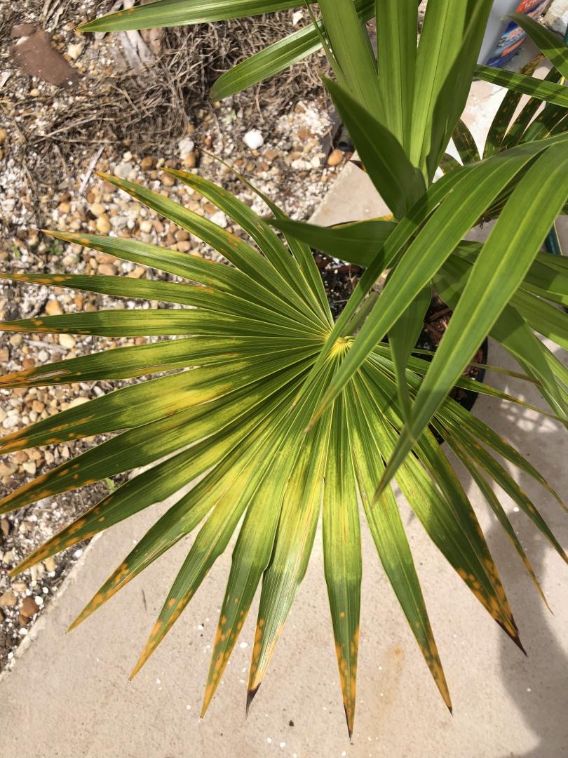 Blight or yellowing? Treat or regular maintenance? - DISCUSSING PALM ...