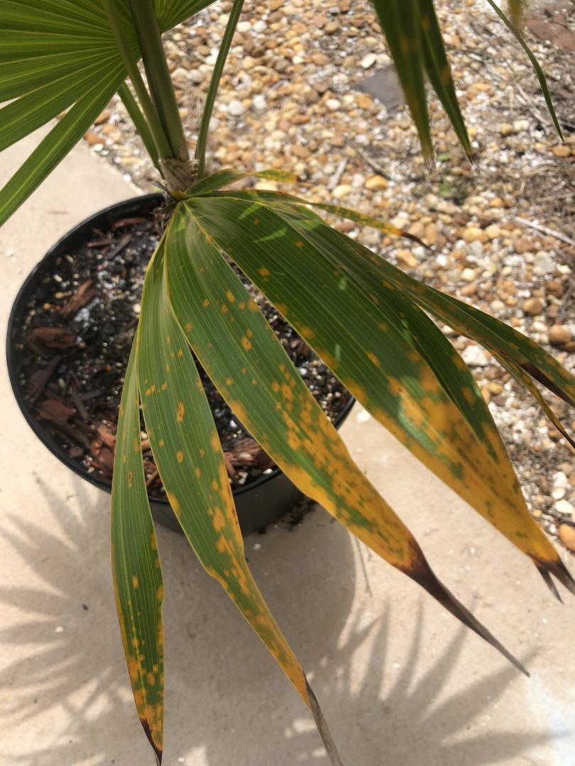 Blight or yellowing? Treat or regular maintenance? - DISCUSSING PALM ...