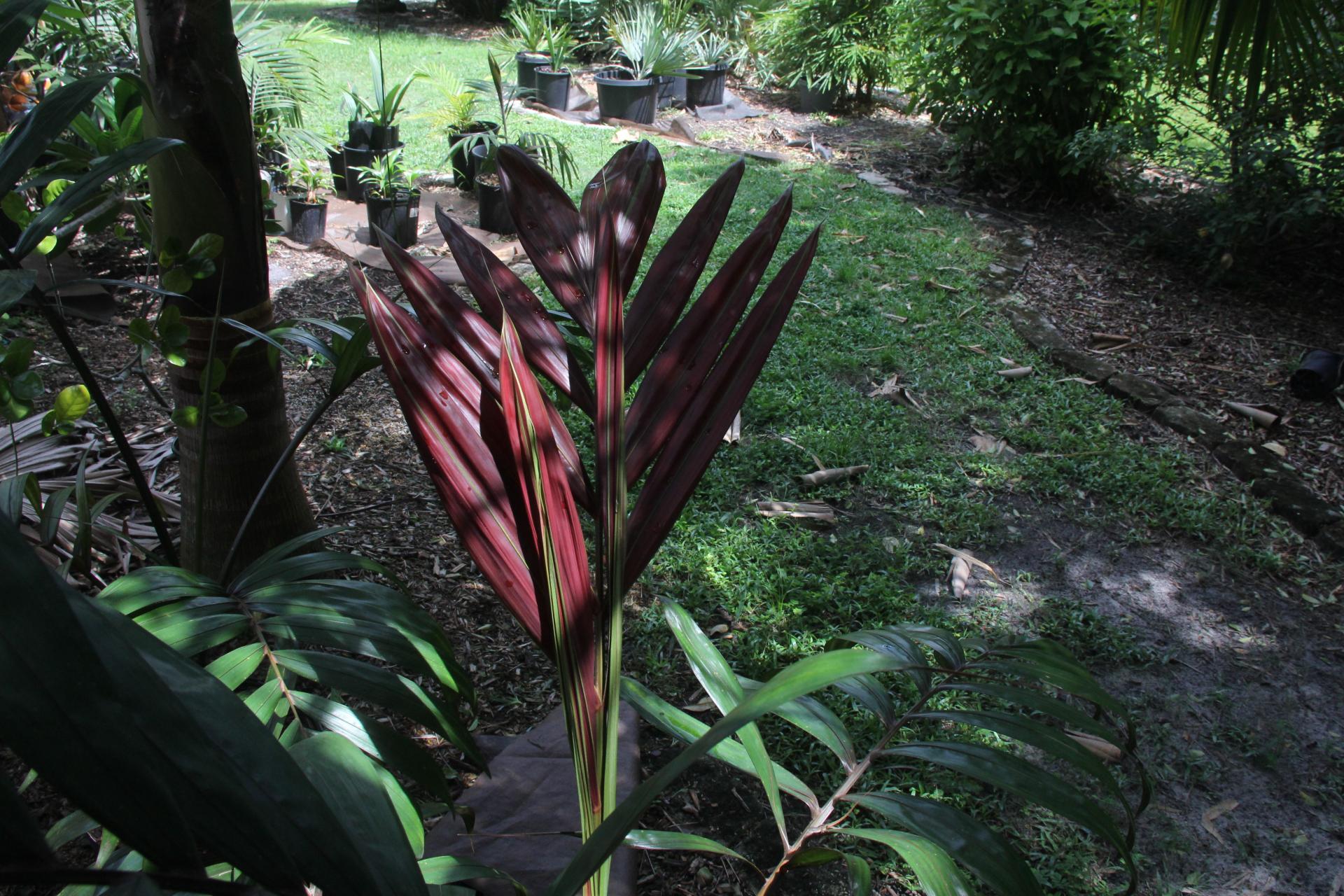 Hookeri color is different than macrocarpa watermelon - DISCUSSING PALM ...