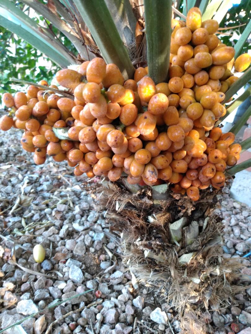 Med fan palm 'vulcano' - DISCUSSING PALM TREES WORLDWIDE - PalmTalk