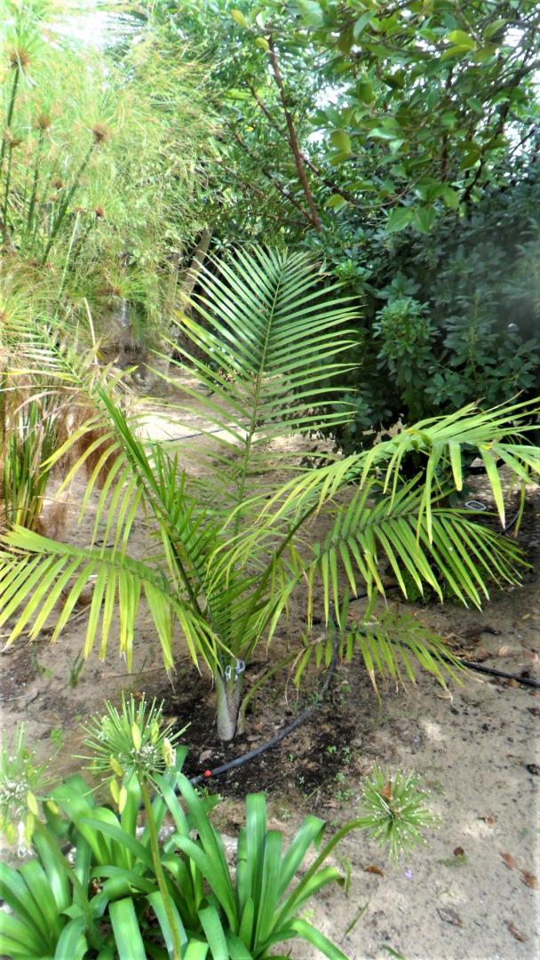 Portuguese Palms - DISCUSSING PALM TREES WORLDWIDE - PalmTalk