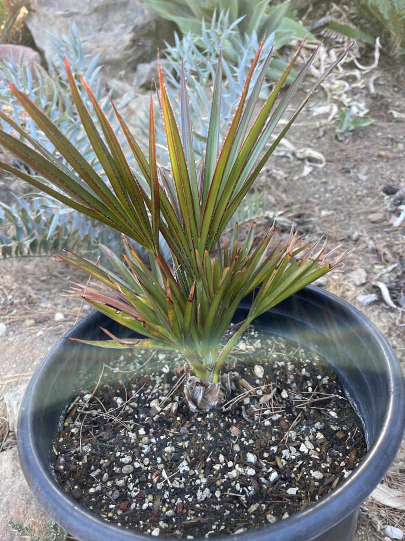 California red Latin palms - DISCUSSING PALM TREES WORLDWIDE - PalmTalk