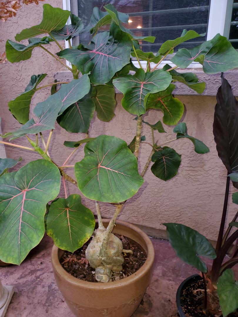 Bonsai ficus petiolaris - TROPICAL LOOKING PLANTS - Other Than Palms ...