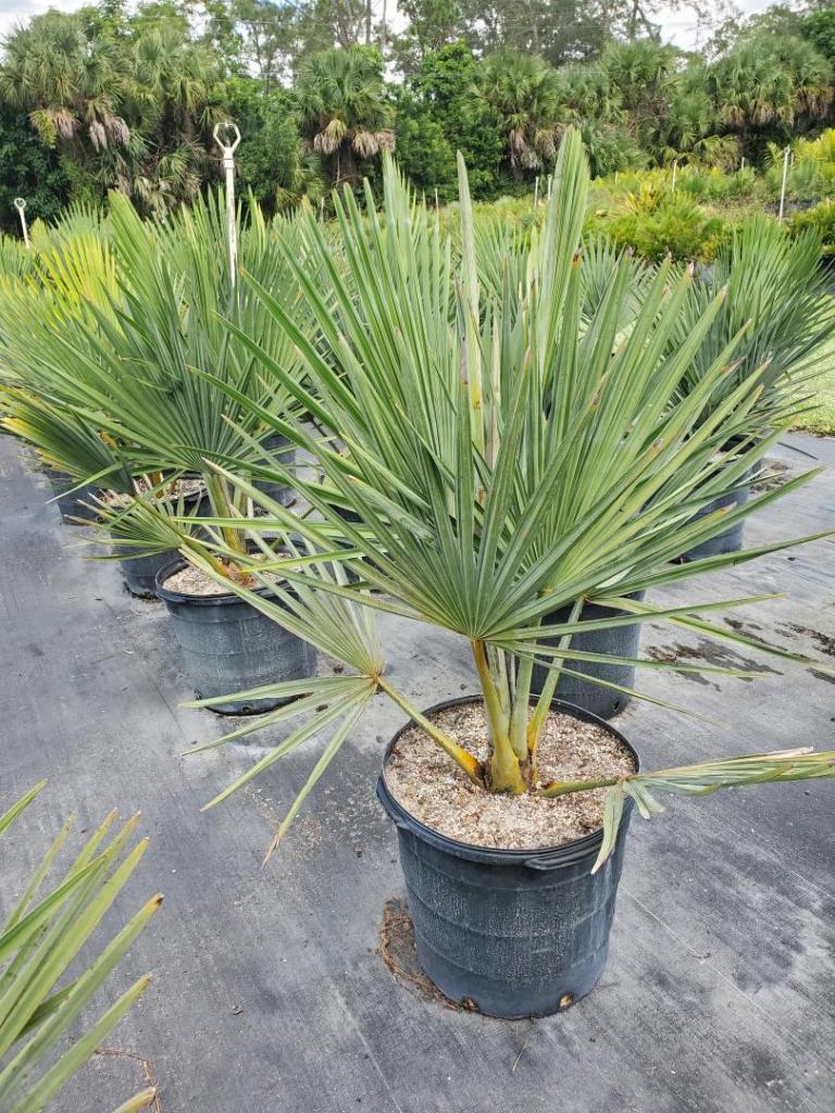 Copernicia fallaensis in 15 gal. pots. - For Sale - PalmTalk