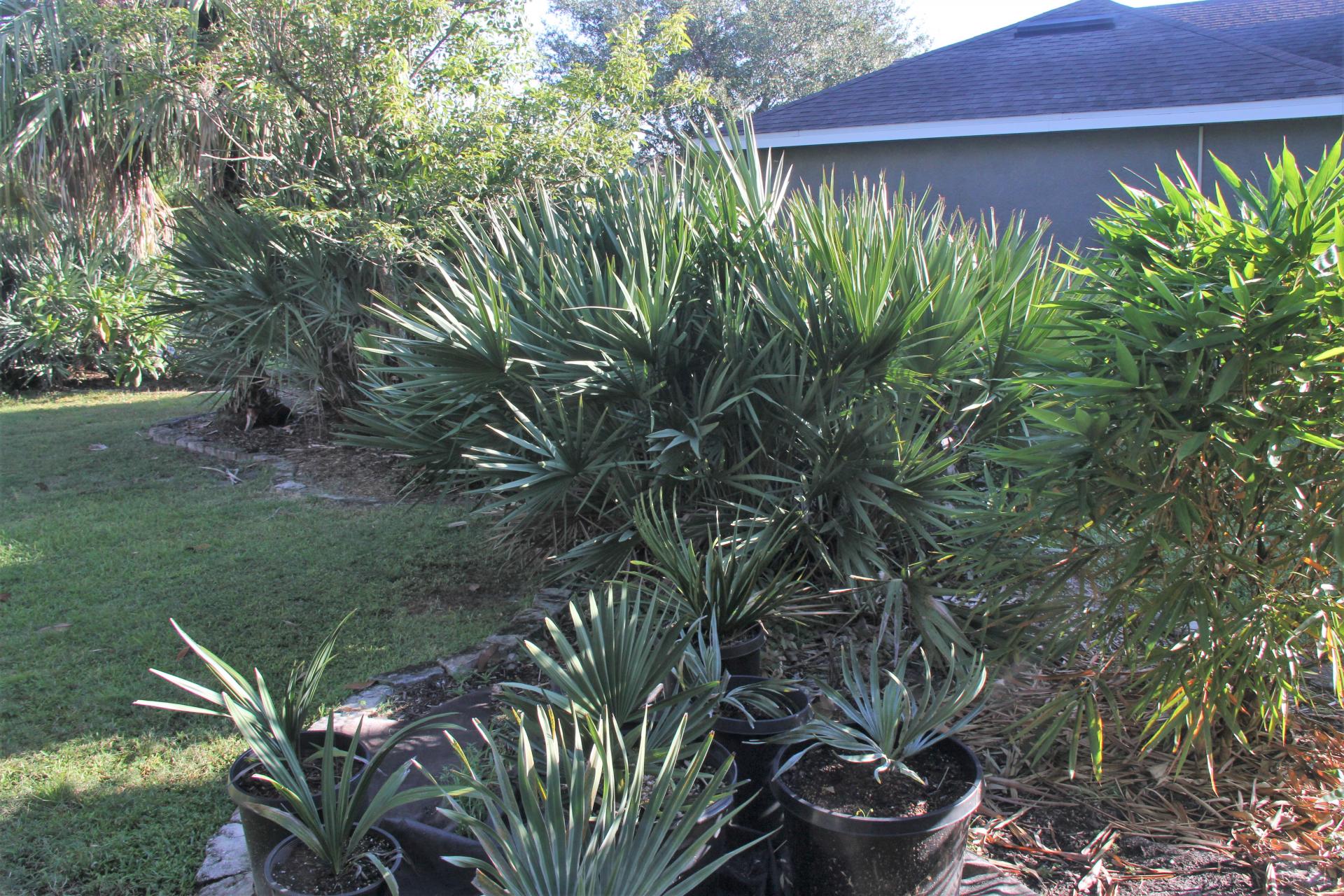 Silver Saw Palmetto. White powdery mildew, or something else ...