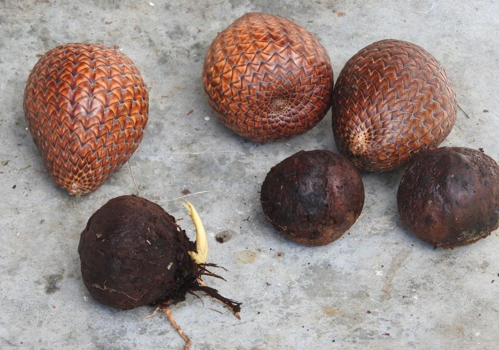 Ivory nut palm - DISCUSSING PALM TREES WORLDWIDE - PalmTalk