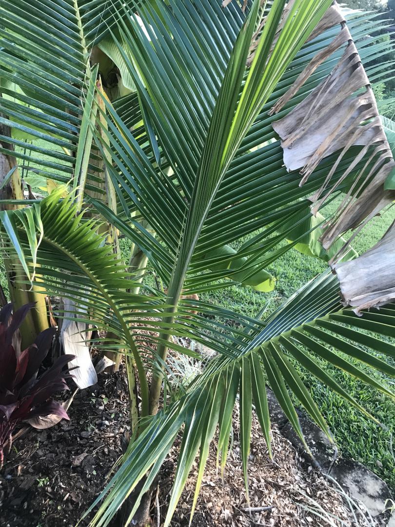 How to protect a palm (maypan) over winter, 9b? - COLD HARDY PALMS ...