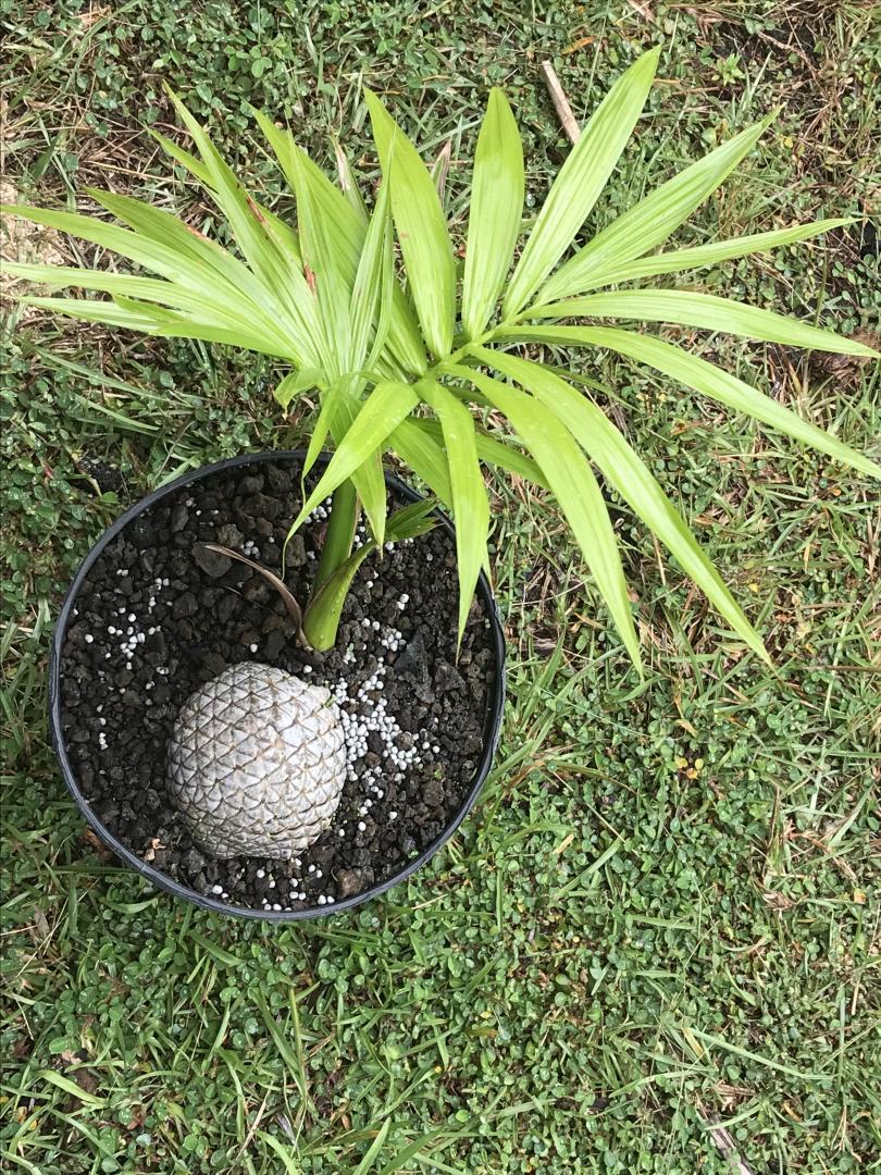 Ivory nut palm - DISCUSSING PALM TREES WORLDWIDE - PalmTalk