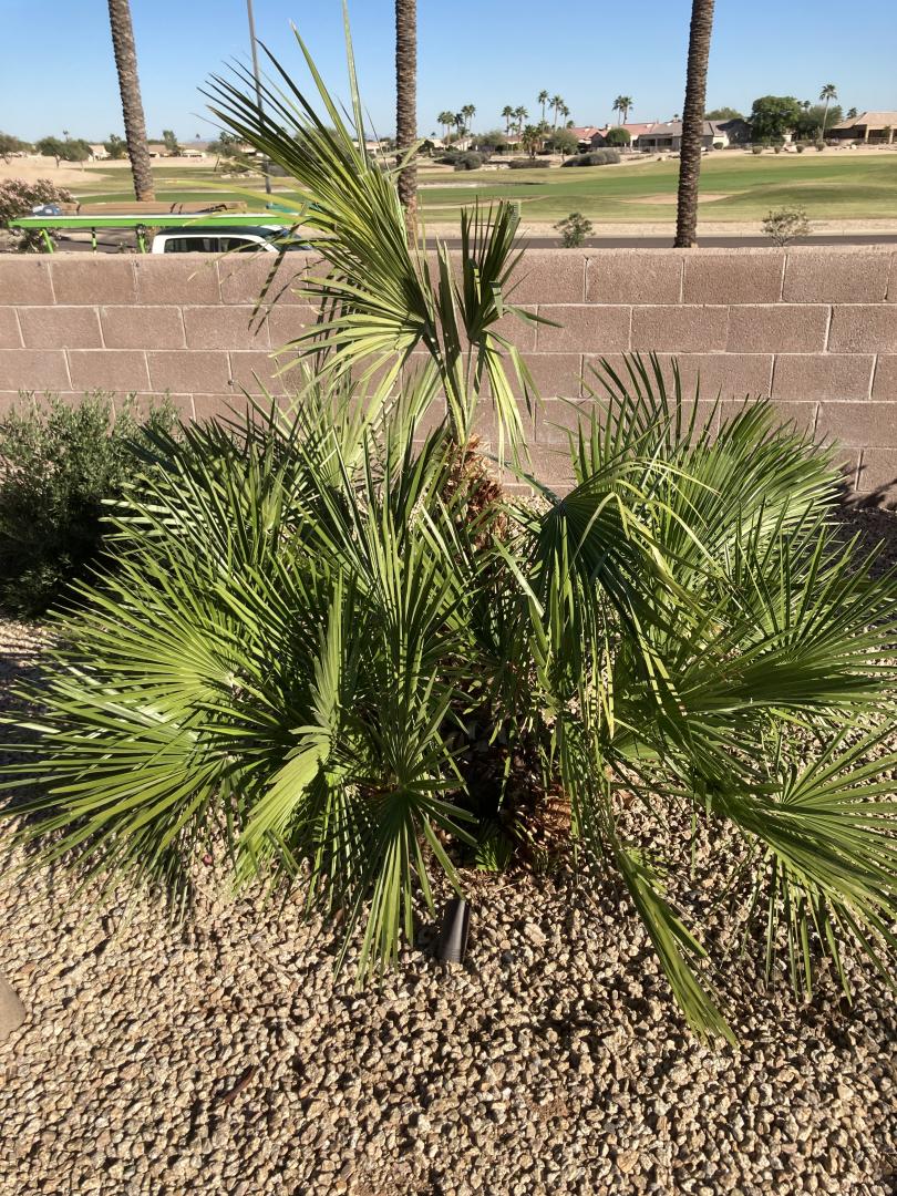 Med Palm Help - DISCUSSING PALM TREES WORLDWIDE - PalmTalk