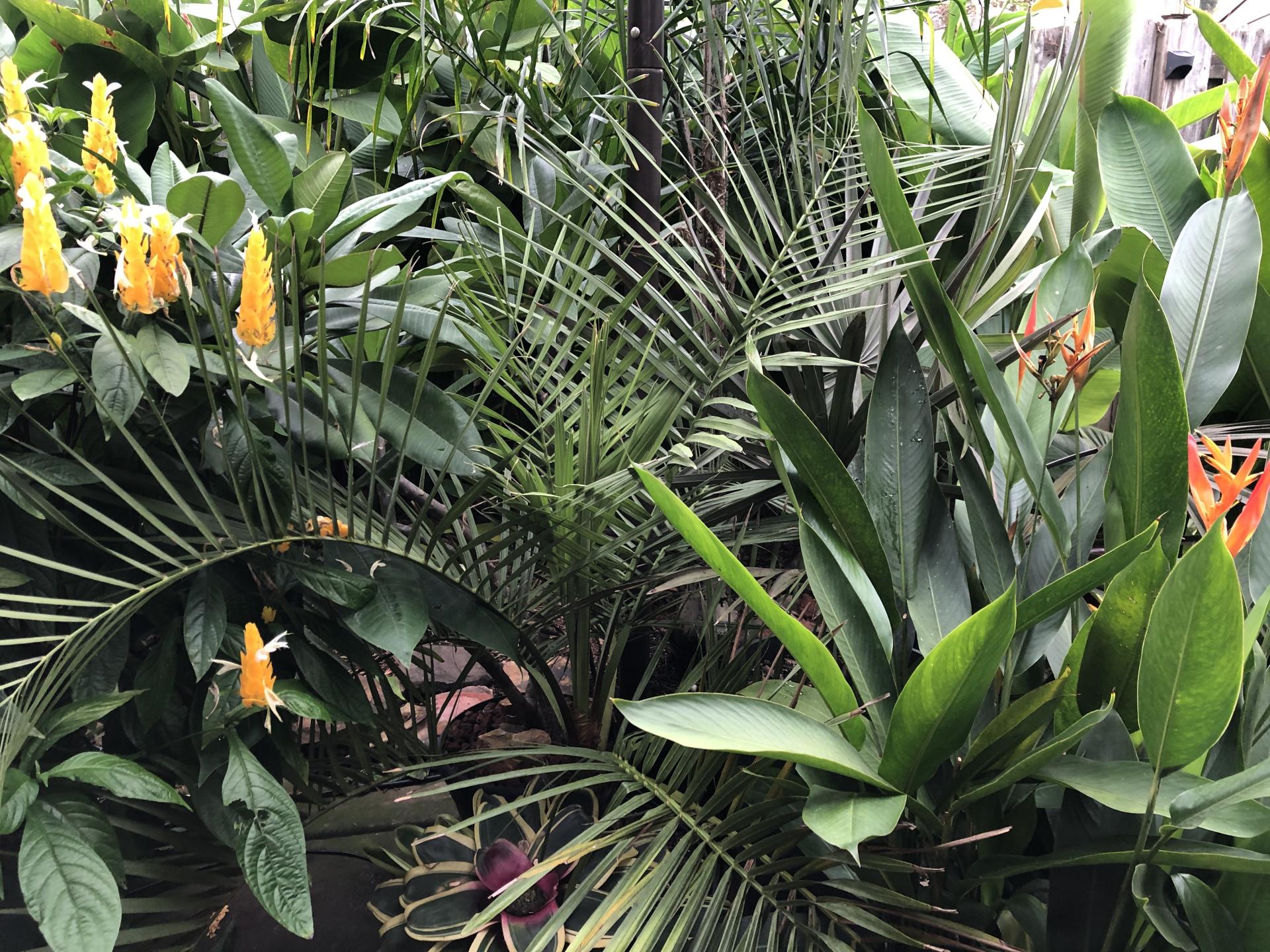 Fall Palm Updates and Tropical Backyard - COLD HARDY PALMS - PalmTalk