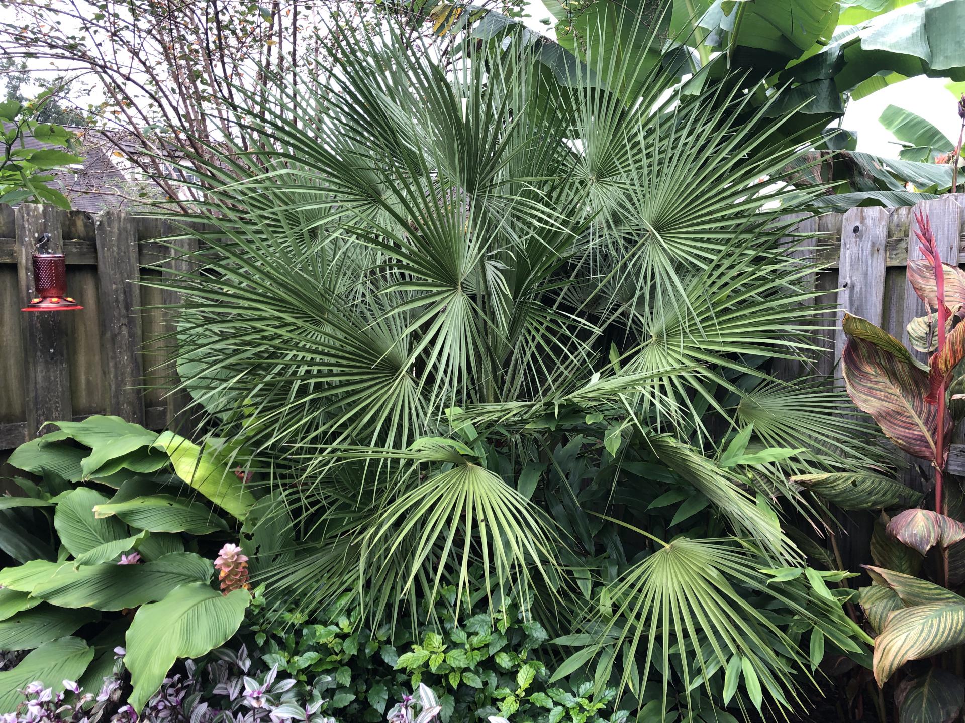Fall Palm Updates and Tropical Backyard - COLD HARDY PALMS - PalmTalk