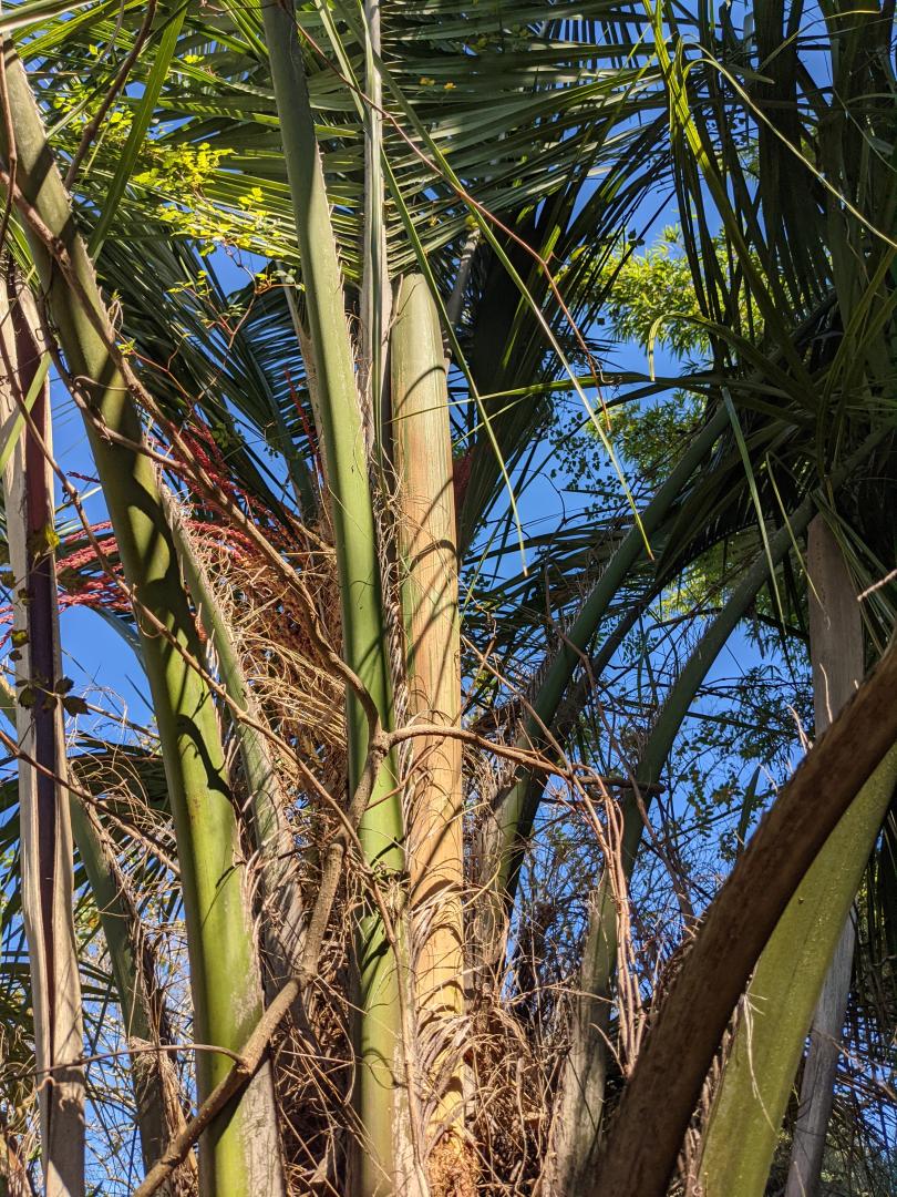 Mule Palm Pollen - DISCUSSING PALM TREES WORLDWIDE - PalmTalk