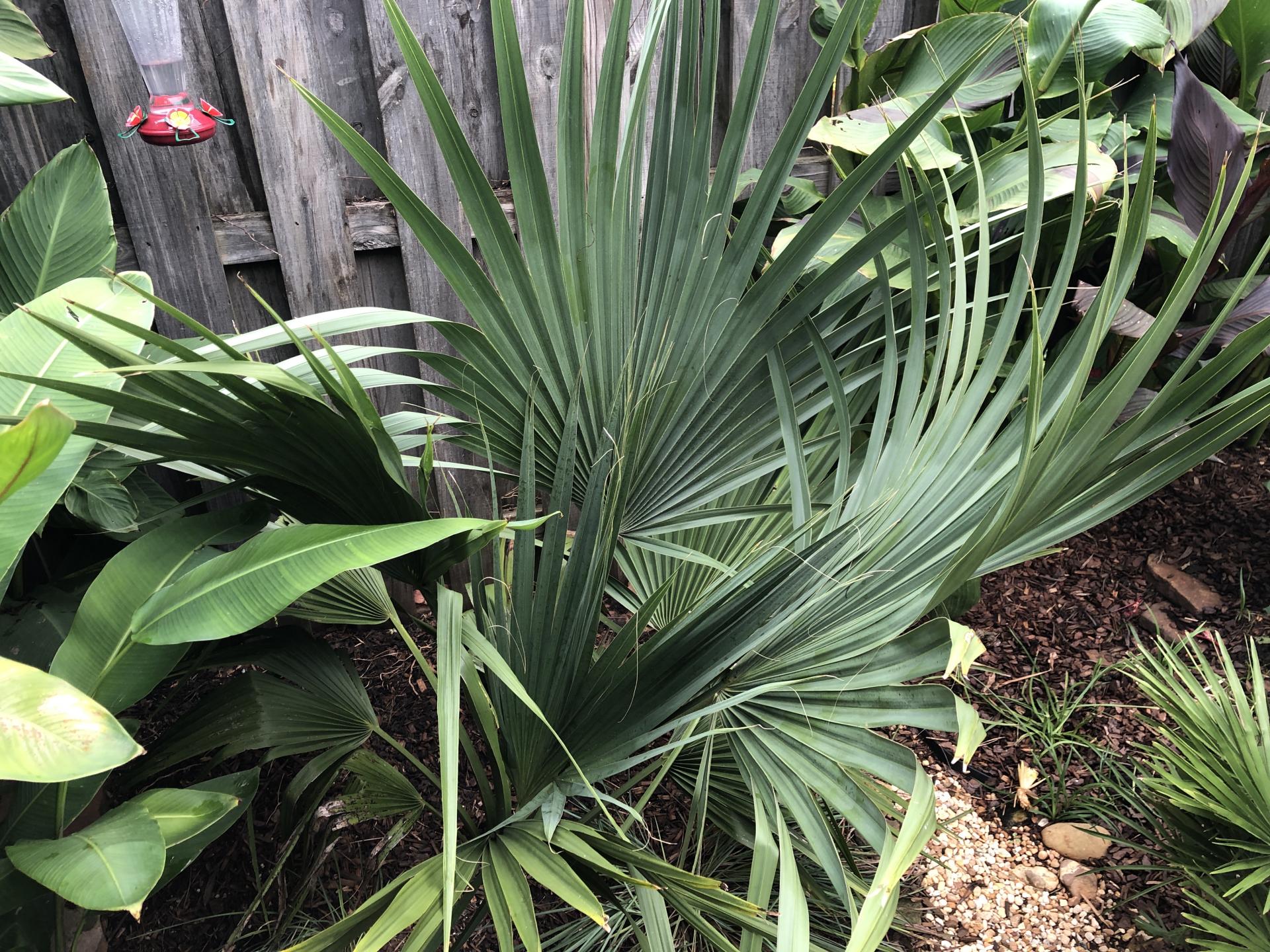 Fall Palm Updates and Tropical Backyard - COLD HARDY PALMS - PalmTalk
