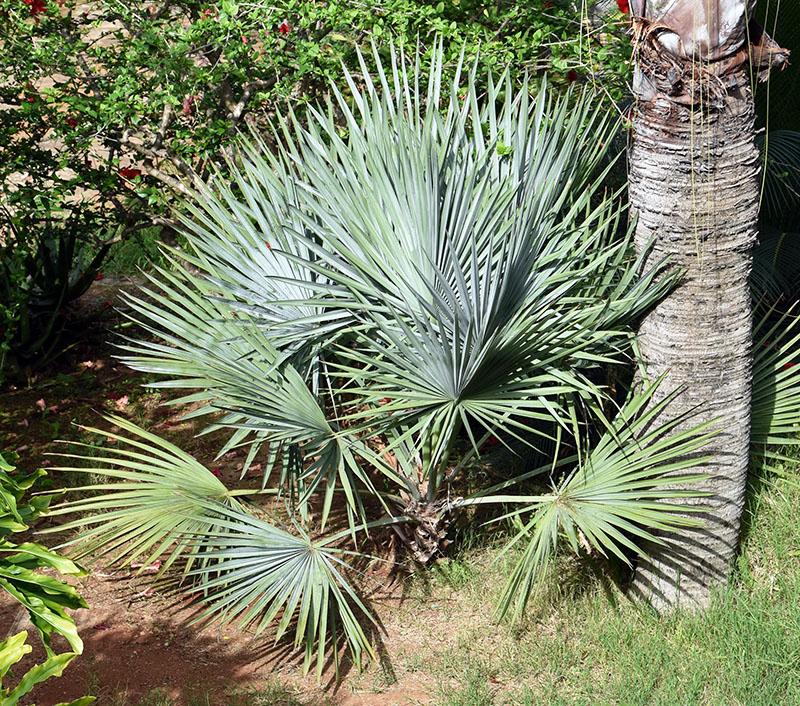 Brahea decumbens flowering - DISCUSSING PALM TREES WORLDWIDE - PalmTalk
