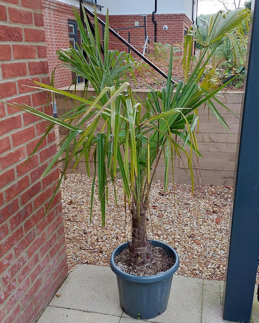 New trachycarpus looking droopy! - DISCUSSING PALM TREES WORLDWIDE ...