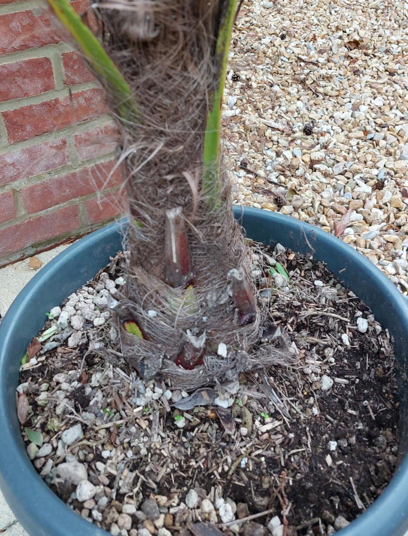 New trachycarpus looking droopy! - DISCUSSING PALM TREES WORLDWIDE ...