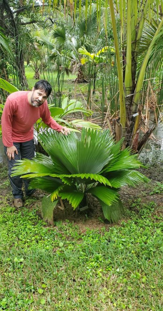 Sabinaria magnifica new planting in South Florida - DISCUSSING PALM ...