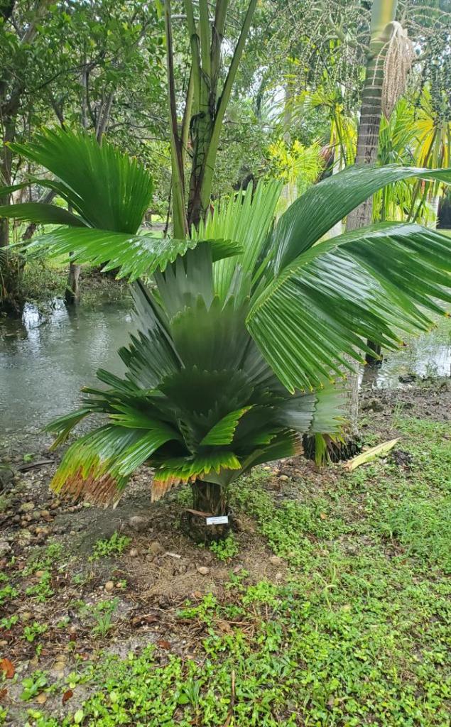 Sabinaria magnifica new planting in South Florida - DISCUSSING PALM ...