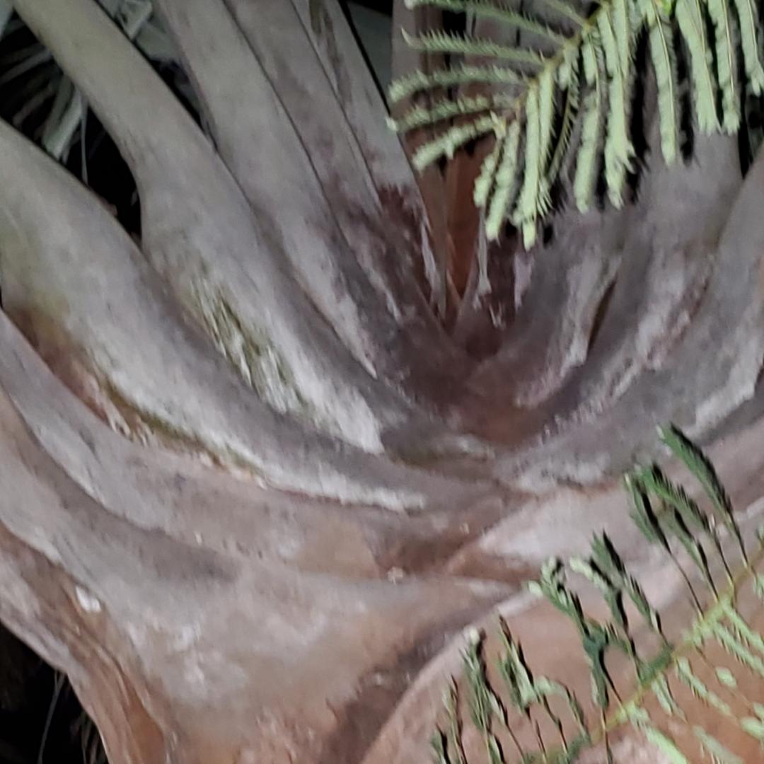 White "fungus/mold on leaf bases of mature triangle - DISCUSSING PALM ...