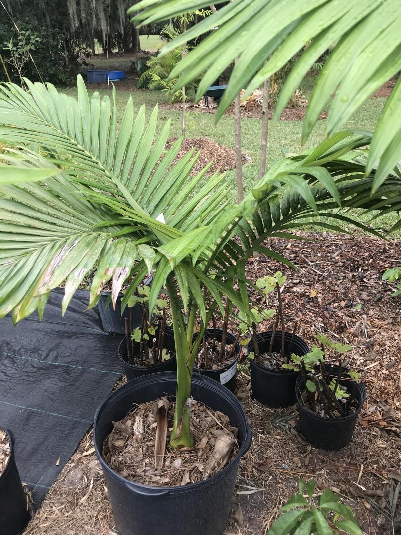 My edge of 9a/9b palm collection (lots of pics) - DISCUSSING PALM TREES ...