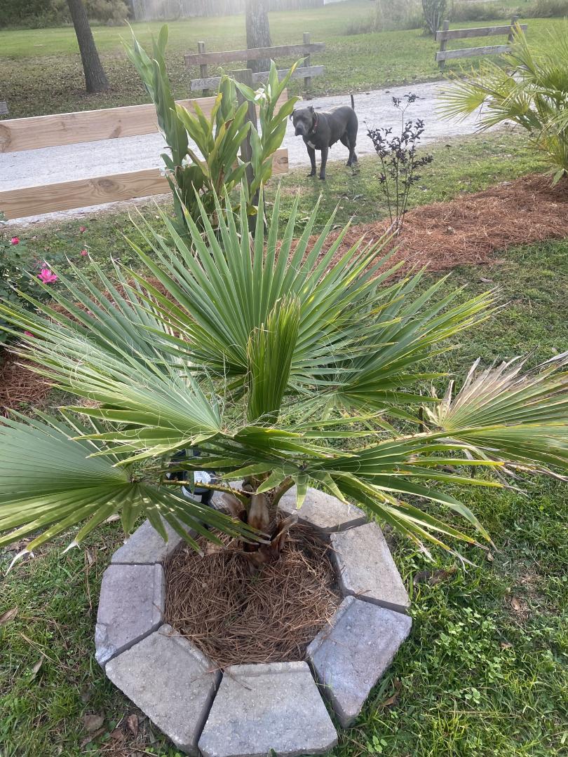 Hi I’m new here - DISCUSSING PALM TREES WORLDWIDE - PalmTalk