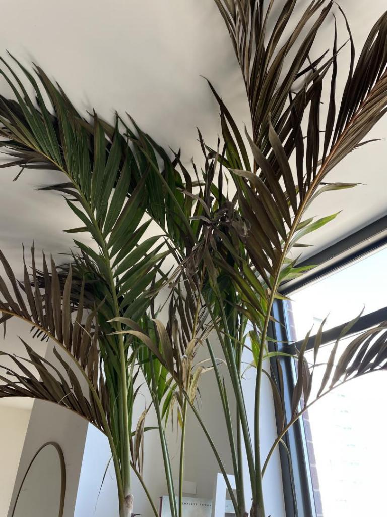 potted-christmas-palm-dying-help-palms-in-pots-palmtalk