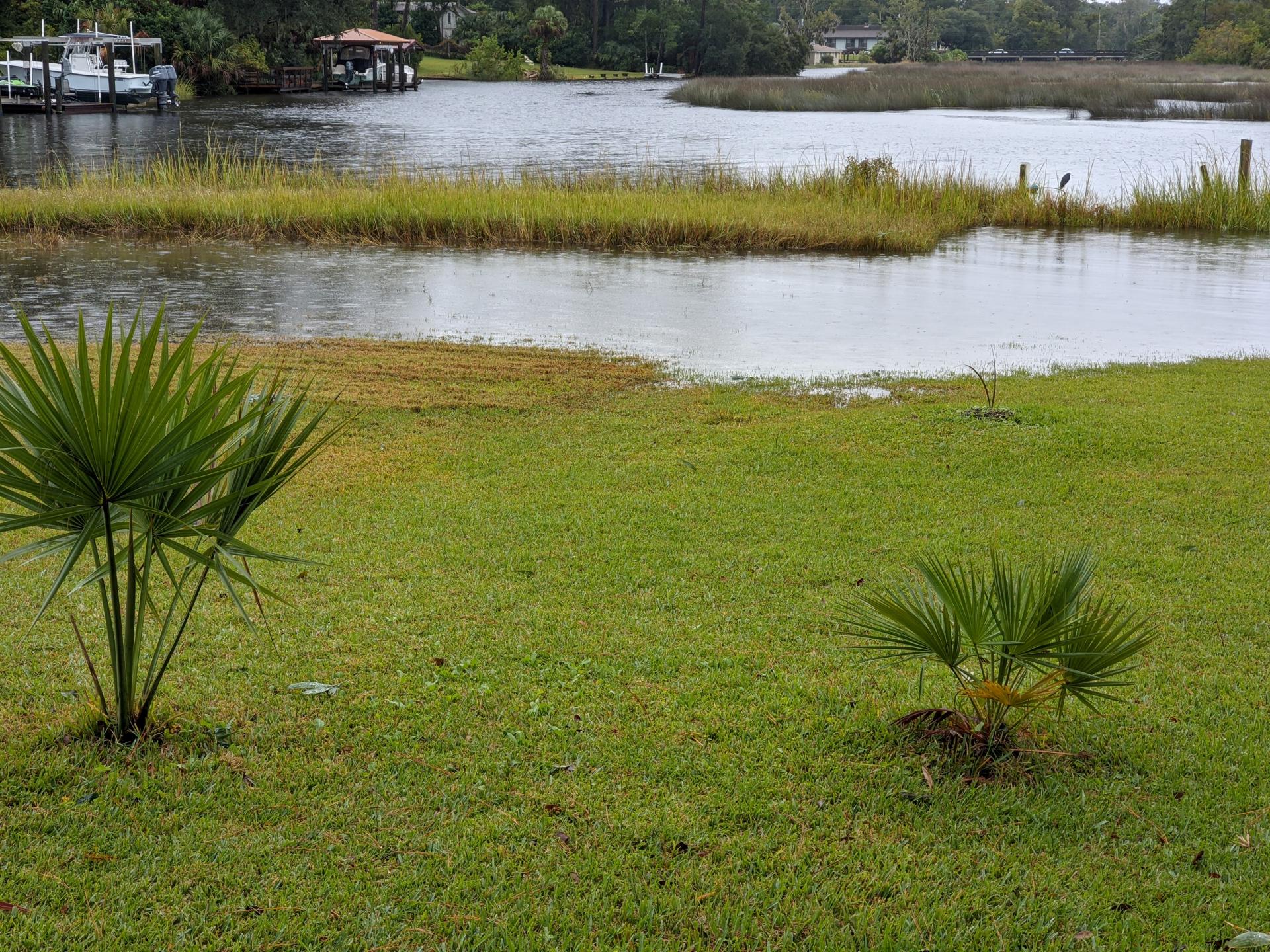 Palms in Tidal Flood zones - DISCUSSING PALM TREES WORLDWIDE - PalmTalk