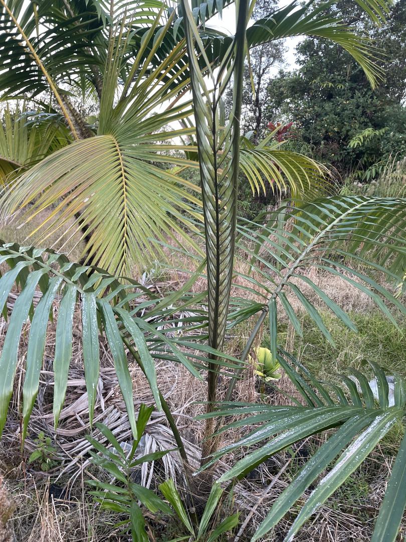 Interesting spears - DISCUSSING PALM TREES WORLDWIDE - PalmTalk
