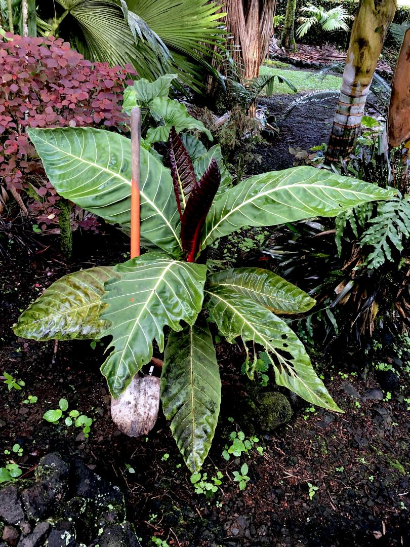 What to do with a Pentagonia? Other than stare awestruck? - TROPICAL ...