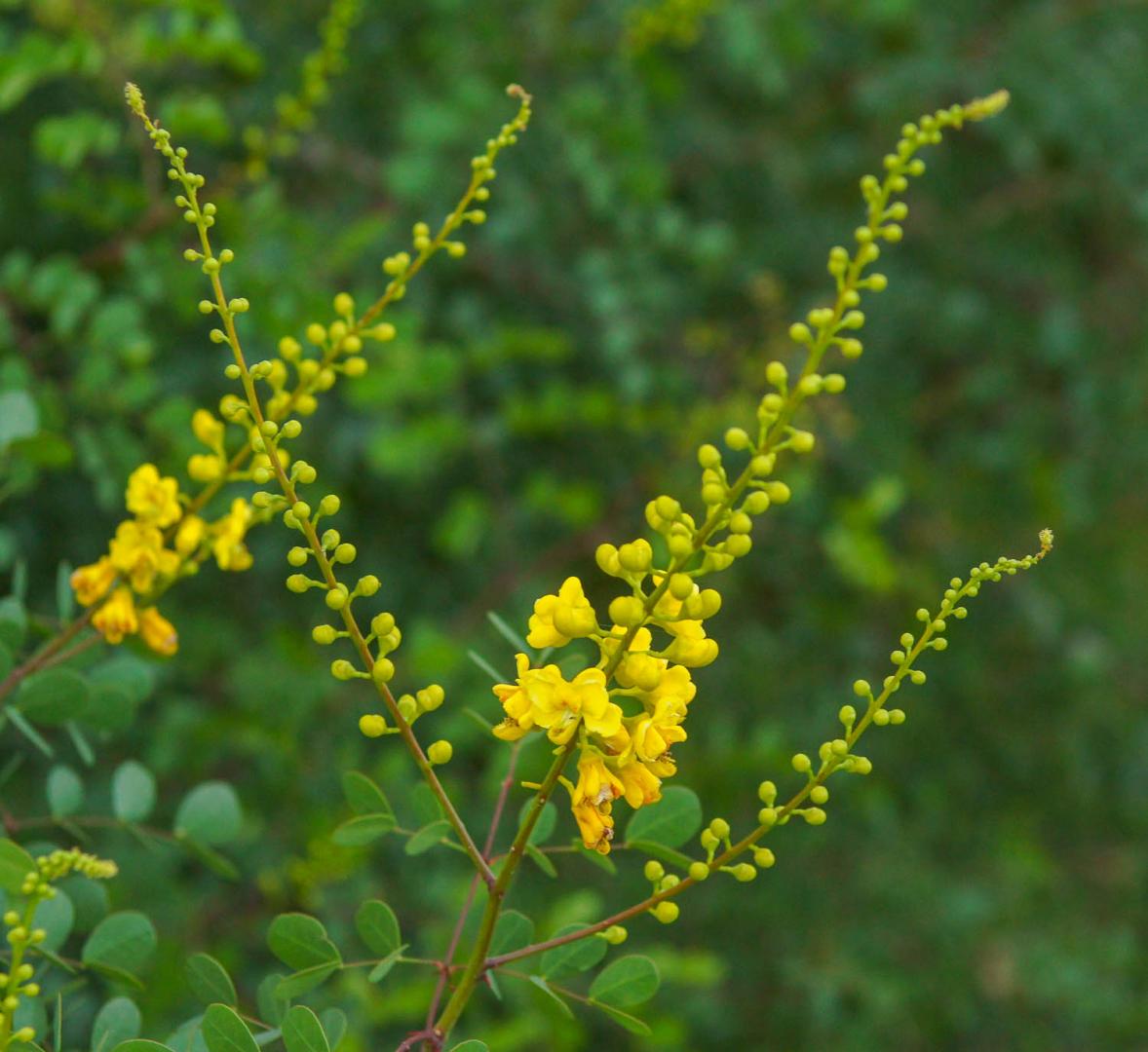 Caesalpinia cacalaco - TROPICAL LOOKING PLANTS - Other Than Palms ...