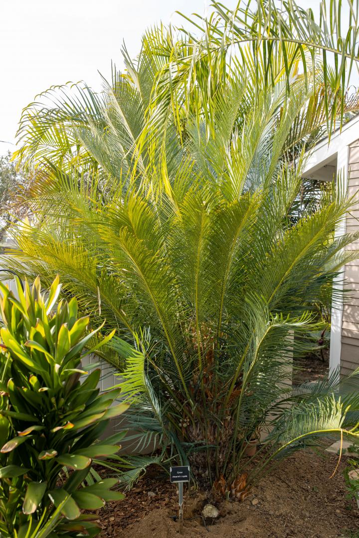 Cycas thouarsii x cupida - Page 2 - TROPICAL LOOKING PLANTS - Other ...