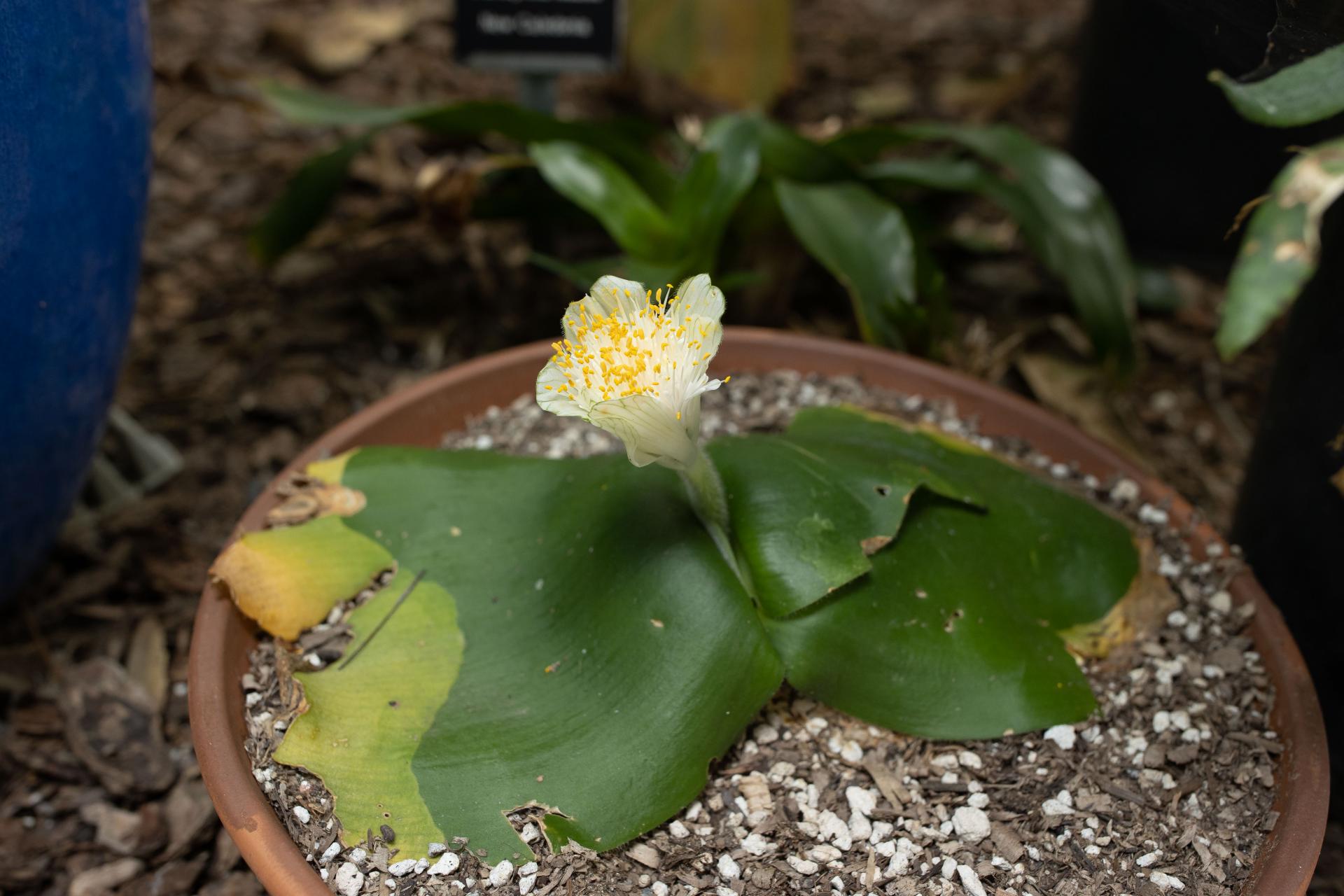 Haemanthus sanguineus -anyone growing this bulb? - TROPICAL LOOKING ...