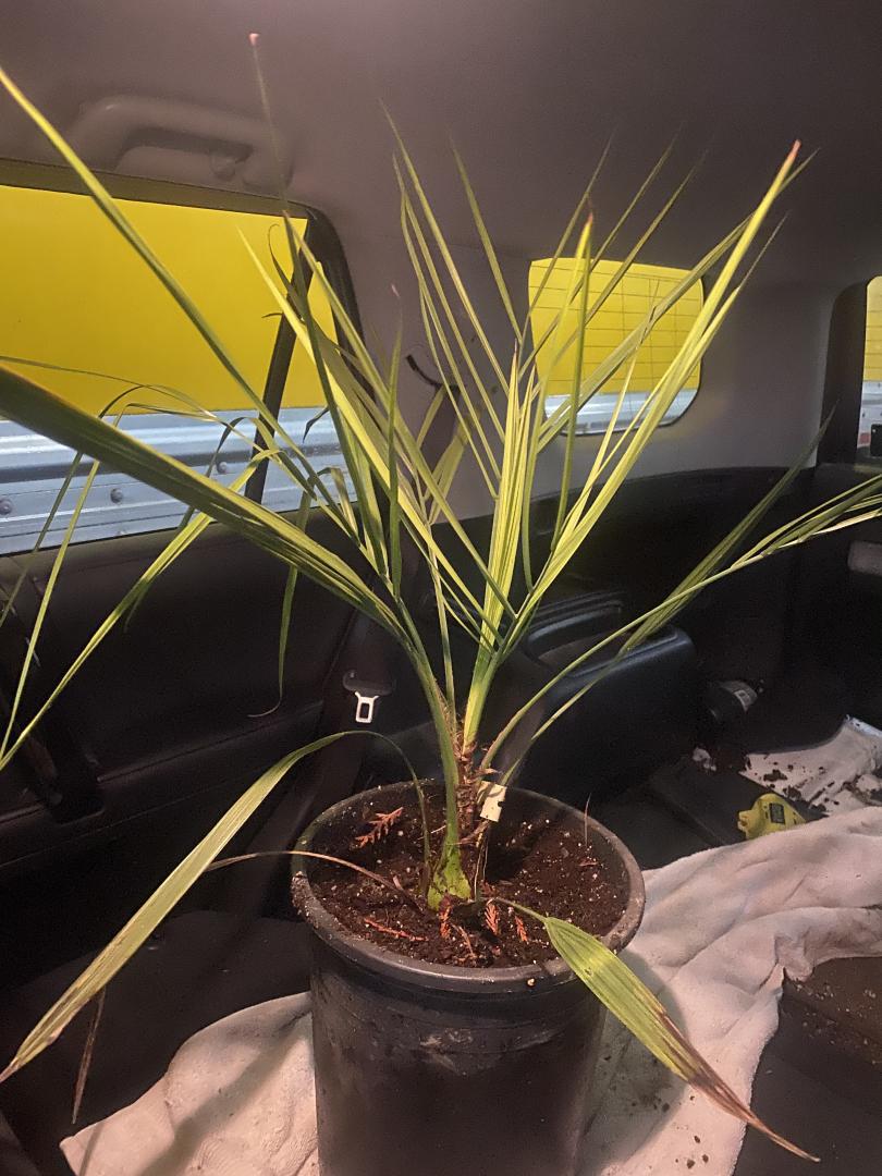 Santa Catarina and S. Schizo “Parrot Mule” - COLD HARDY PALMS - PalmTalk