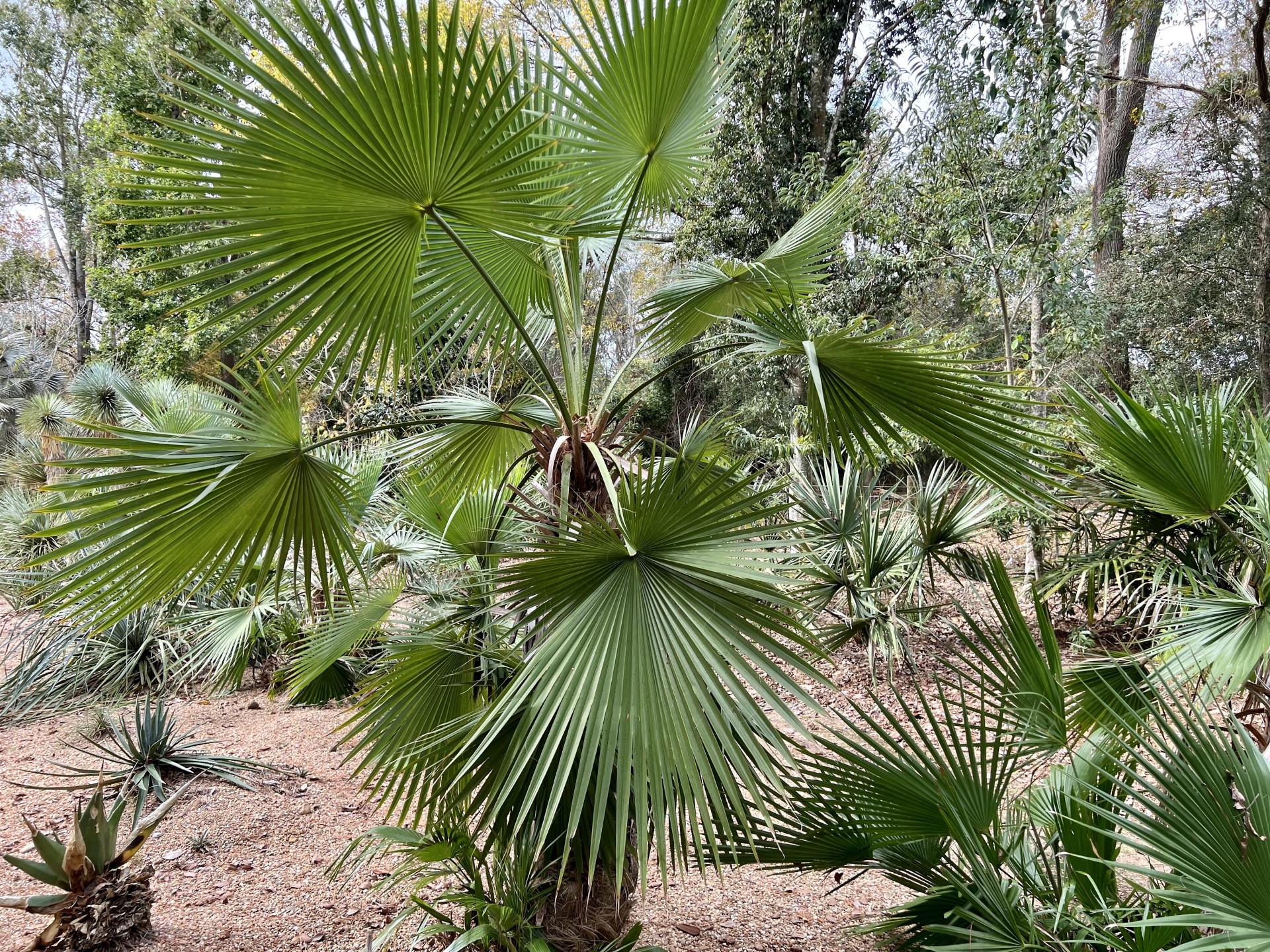 Brahea dulcis - FREEZE DAMAGE DATA - PalmTalk