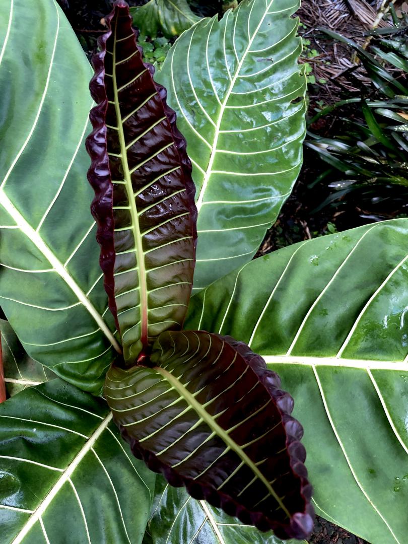 What to do with a Pentagonia? Other than stare awestruck? - TROPICAL ...