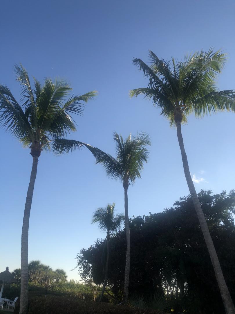 Palms in the Mist - Sanibel Island, Florida - DISCUSSING PALM TREES ...