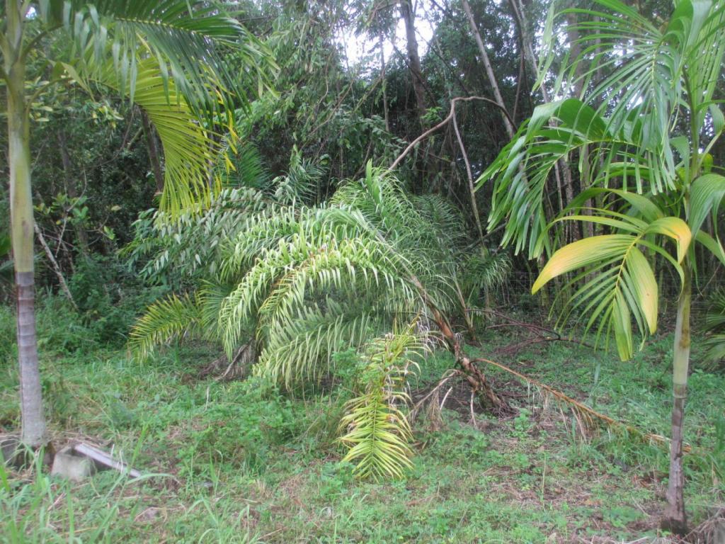 Damage Control - DISCUSSING PALM TREES WORLDWIDE - PalmTalk