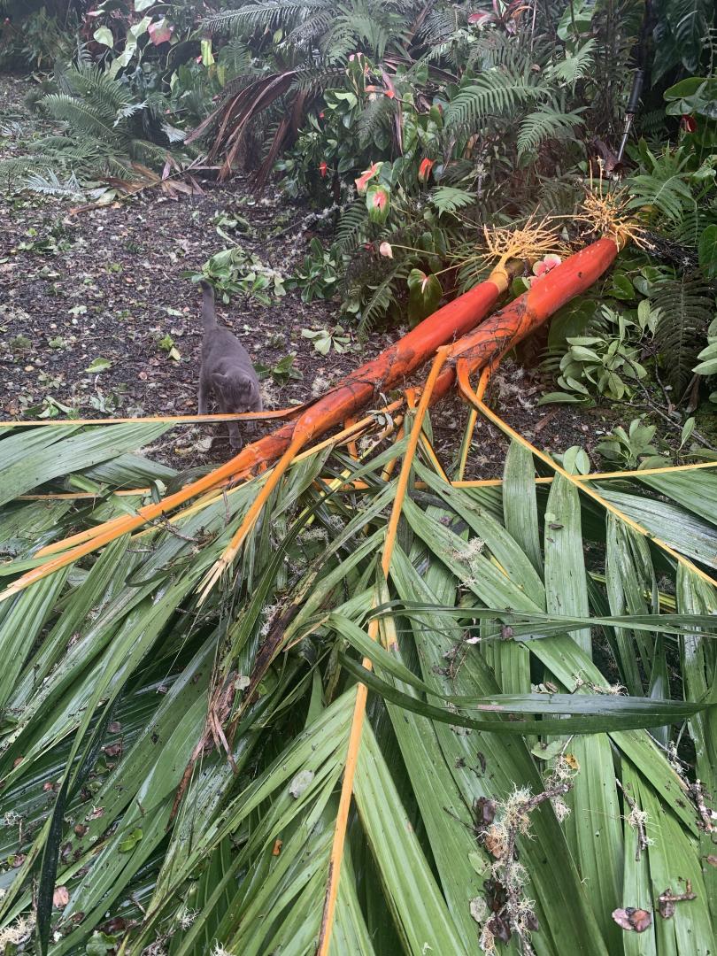 Damage Control - DISCUSSING PALM TREES WORLDWIDE - PalmTalk