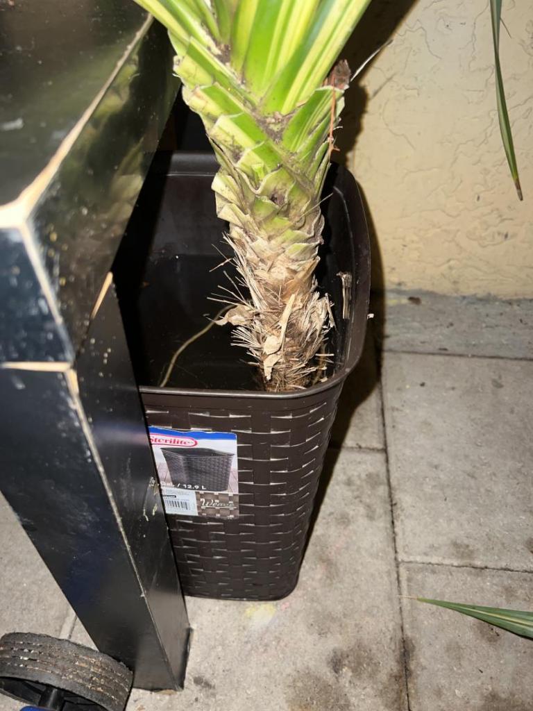 Pandanus cutting - TROPICAL LOOKING PLANTS - Other Than Palms - PalmTalk