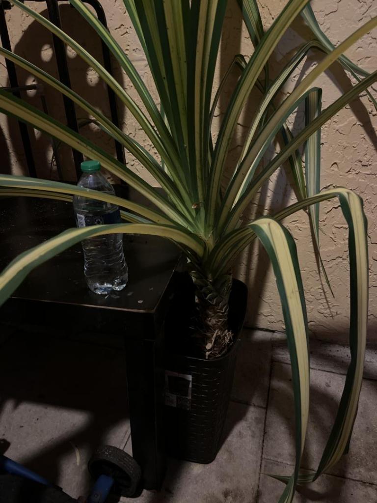 Pandanus cutting - TROPICAL LOOKING PLANTS - Other Than Palms - PalmTalk