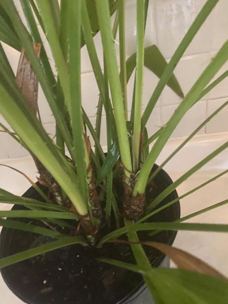 Separating Palm Clumps - PALMS IN POTS - PalmTalk