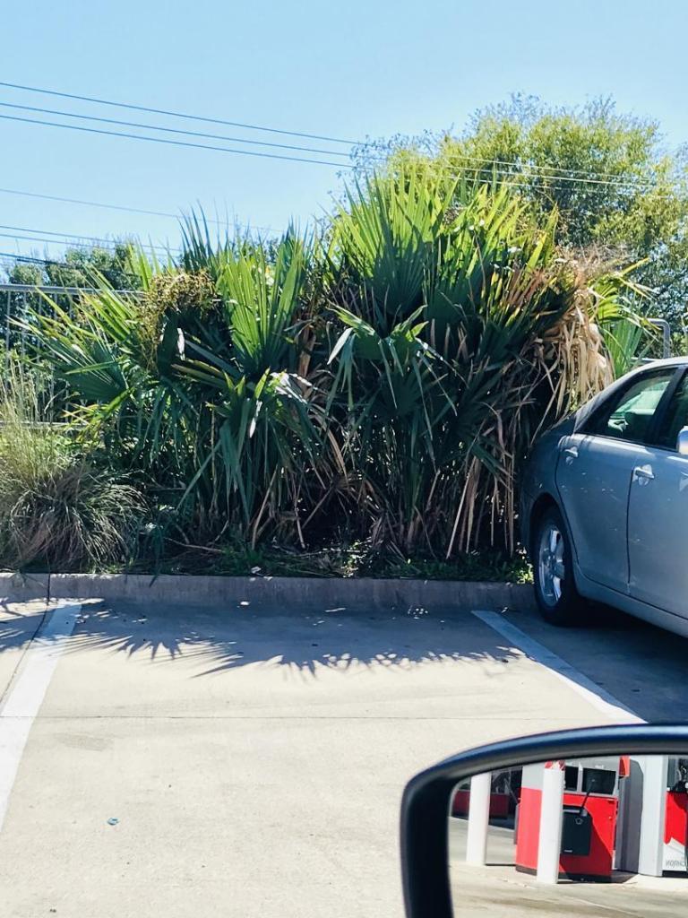 Guerilla Planting/Seed Distribution in Public Places - COLD HARDY PALMS ...